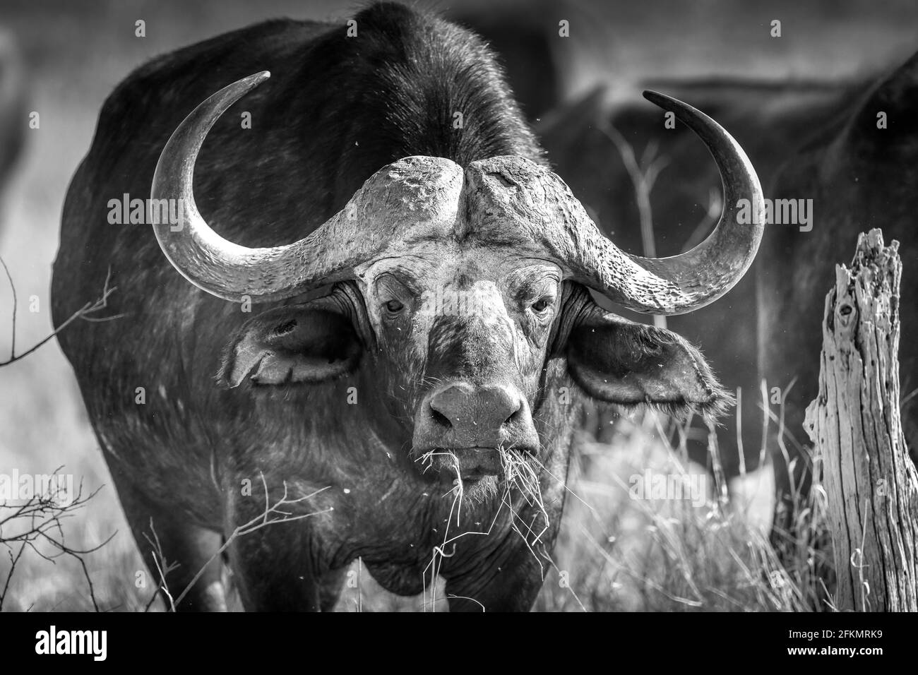 African Buffalo - close up - Serengeti Stock Photo - Alamy