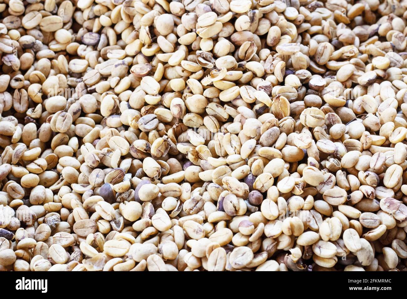 laos coffee,pakxong coffee fruits farming in asia, big coffee Stock ...
