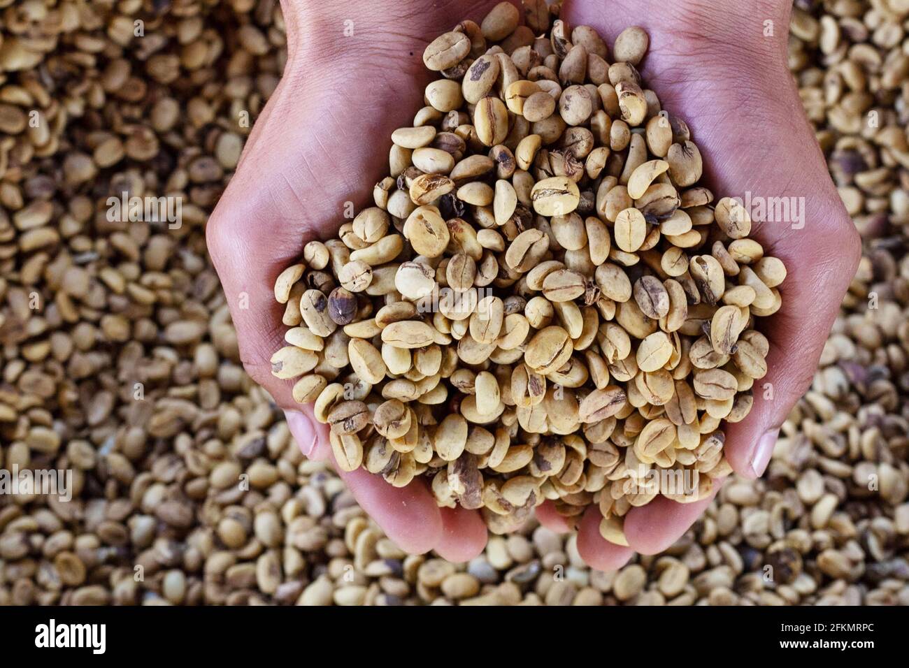 laos coffee,pakxong coffee fruits farming in asia, big coffee Stock ...