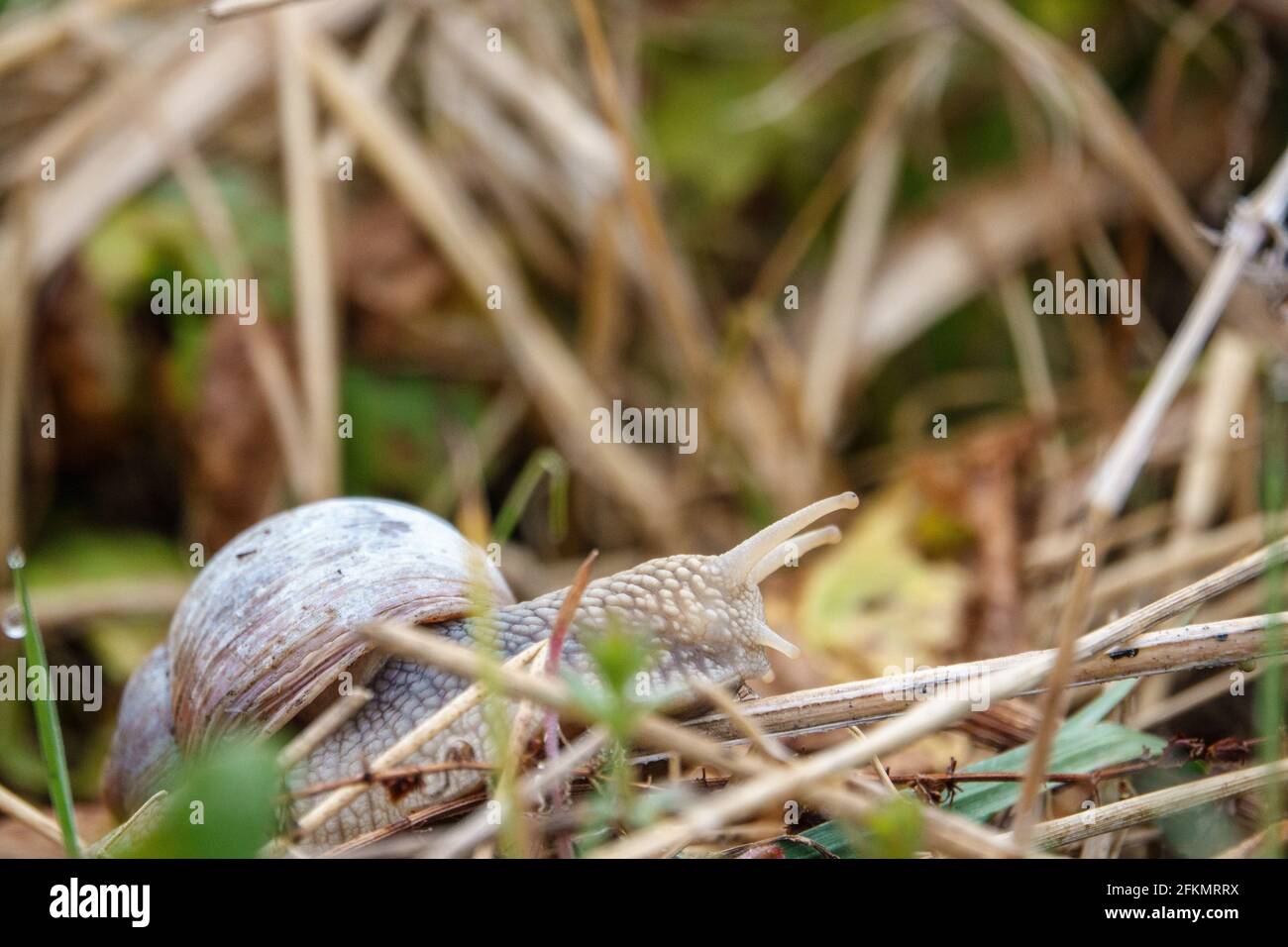 a large snail crawls across the forest floor Stock Photo - Alamy