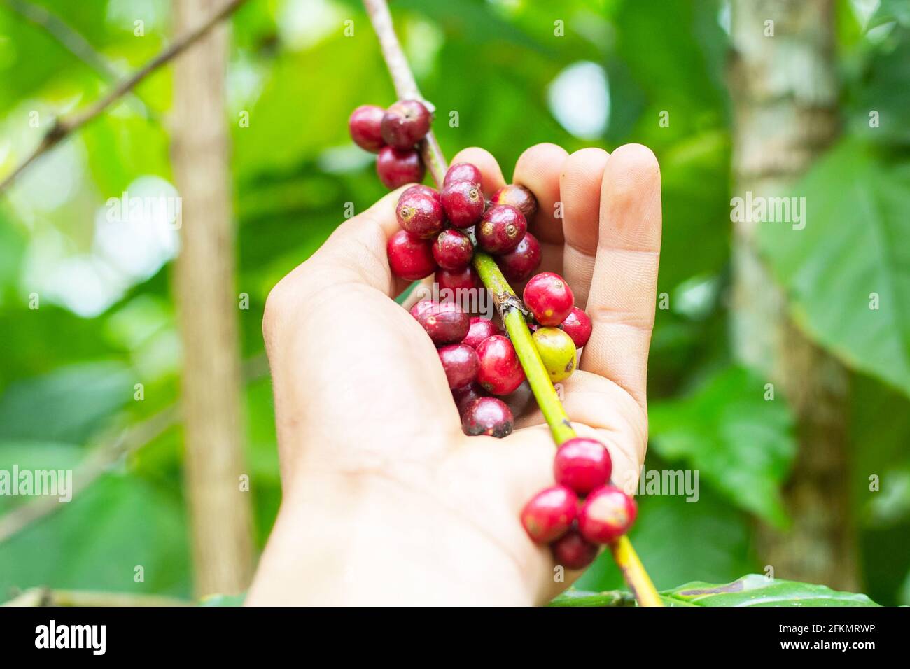 laos coffee,pakxong coffee fruits farming in asia, big coffee Stock ...
