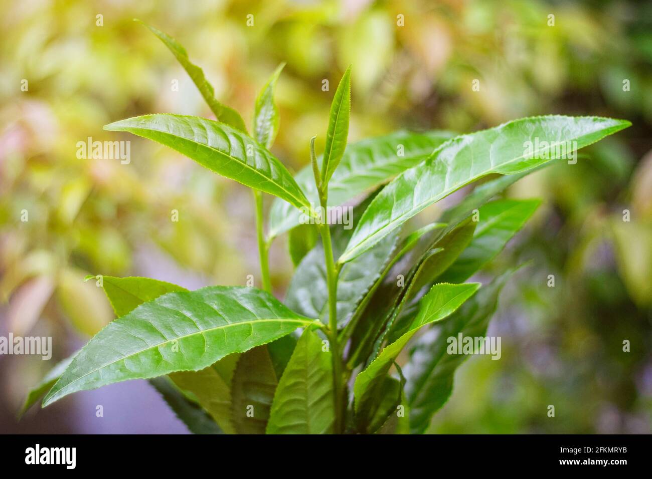 Green tea leaves in garden,Tea plantations, asia Green tea Stock Photo ...