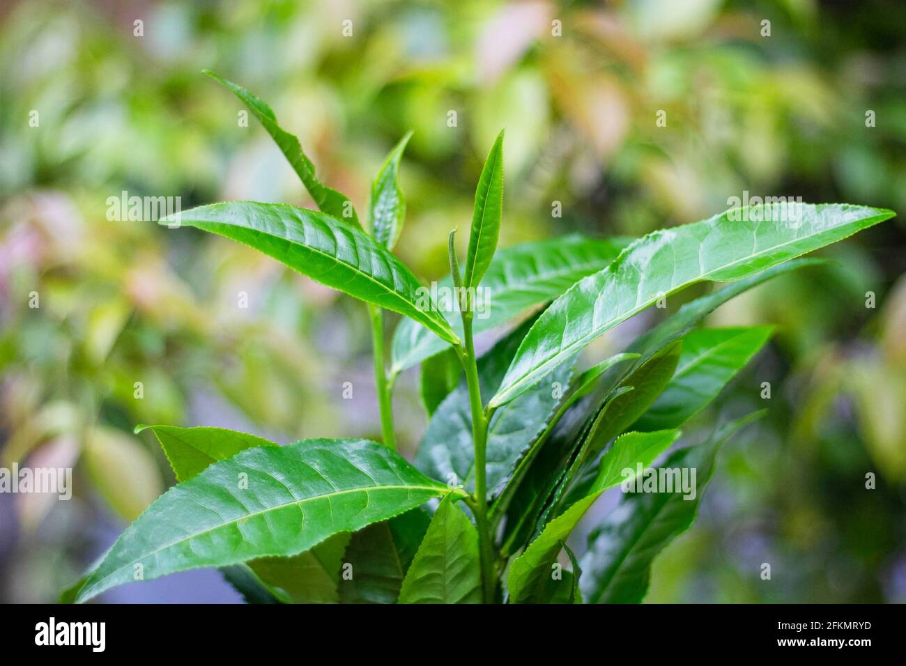 Green tea leaves in garden,Tea plantations, asia Green tea Stock Photo ...