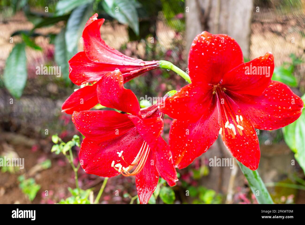 flower bright after rainy, Four-way flower,Amaryllidaceae Stock Photo ...