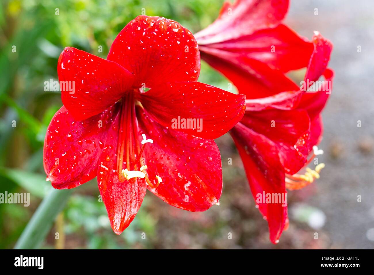 flower bright after rainy, Four-way flower,Amaryllidaceae Stock Photo ...