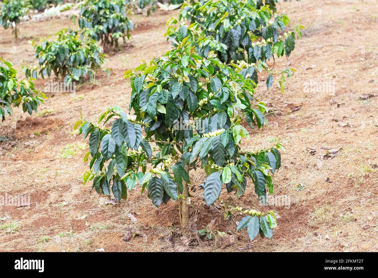 coffee flower,coffee tree in asia, laos coffee tree Stock Photo - Alamy