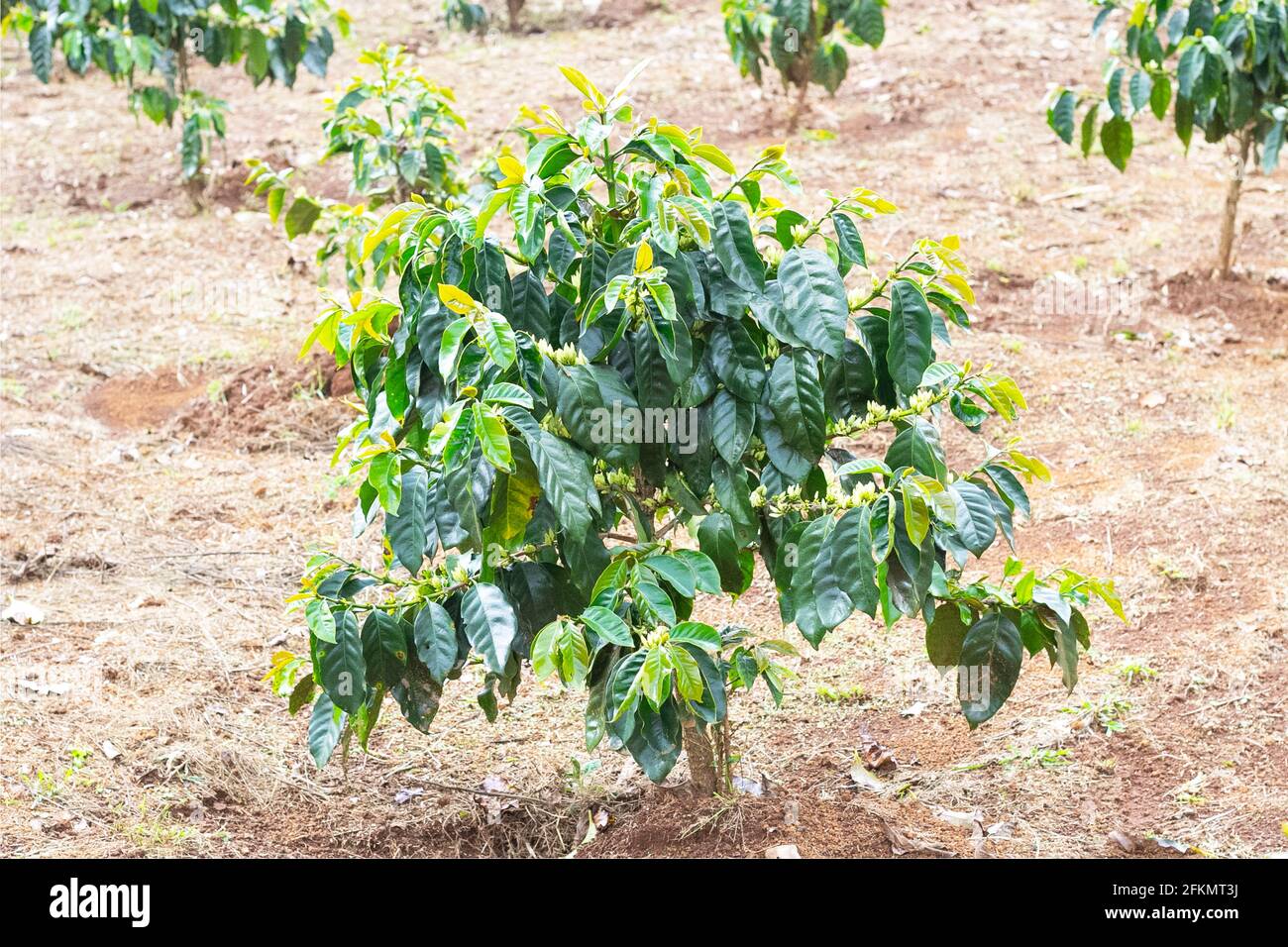 coffee flower,coffee tree in asia, laos coffee tree Stock Photo - Alamy