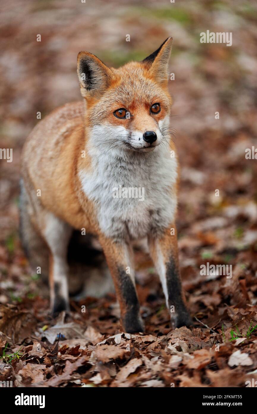 Italy mammal mammals animal animals roberto nistri vertical hi-res ...