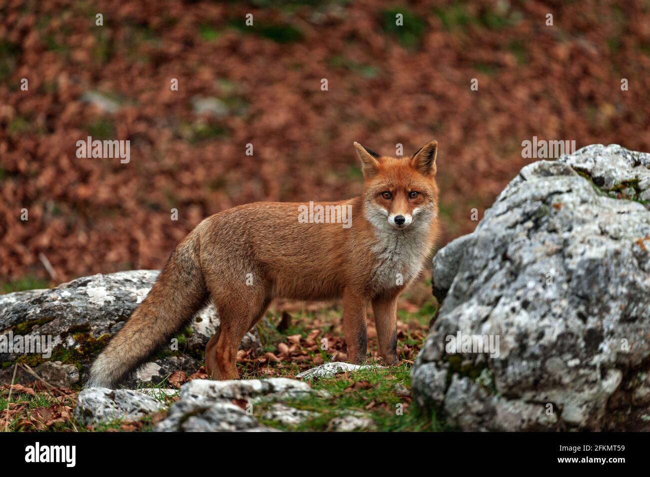 Red Fox, Vulpes vulpes, Canidae, Abruzzo, Lazio and Molise National ...