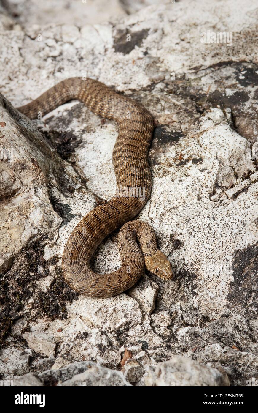 Smooth Snake, Coronella austriaca, Colubridae, Farfa, Lazio, Italy ...