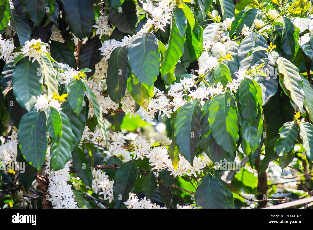 coffee flower,coffee tree in asia, laos coffee tree Stock Photo - Alamy