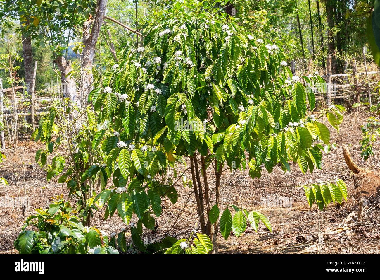 coffee flower,coffee tree in asia, laos coffee tree Stock Photo - Alamy