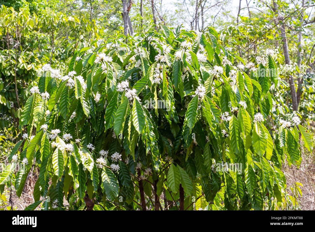coffee flower,coffee tree in asia, laos coffee tree Stock Photo - Alamy