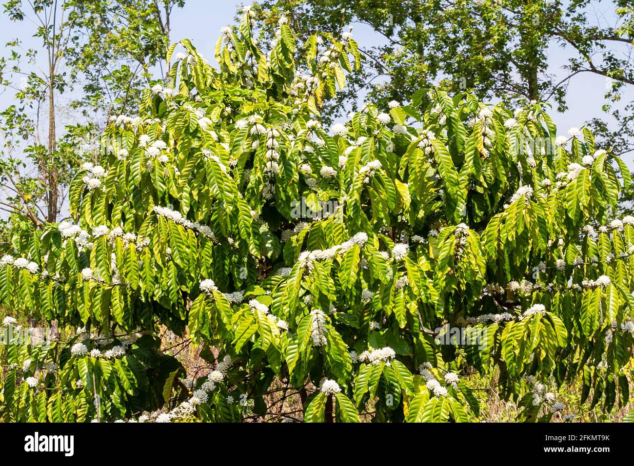 coffee flower,coffee tree in asia, laos coffee tree Stock Photo - Alamy