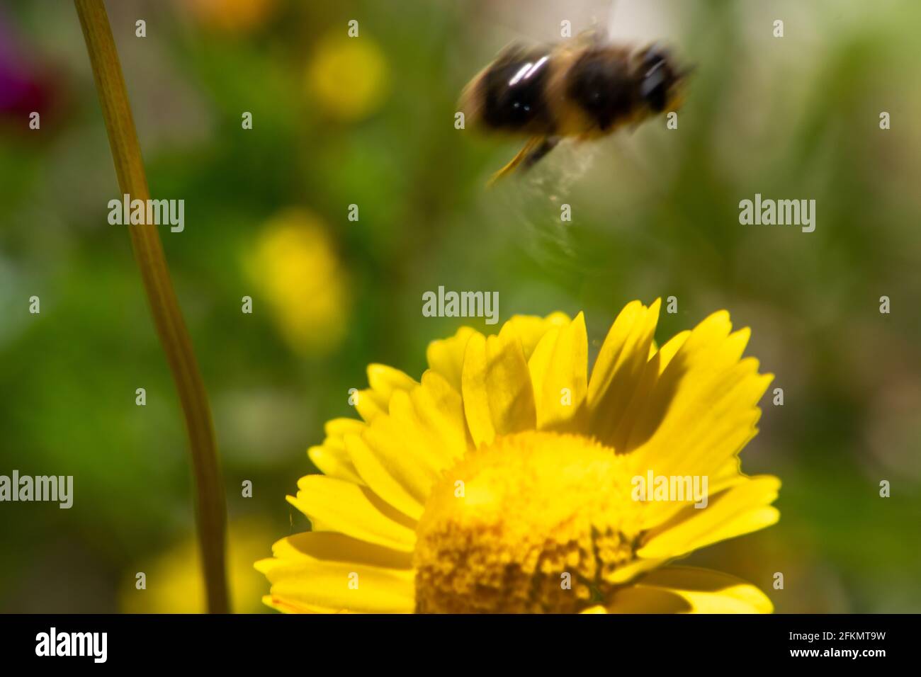 Flying insects bee hi-res stock photography and images - Alamy