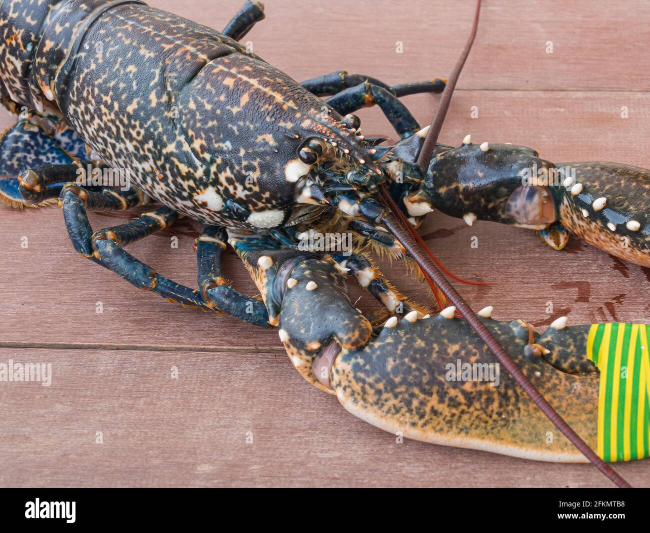 live common lobster seen up close in daylight indoors Stock Photo - Alamy