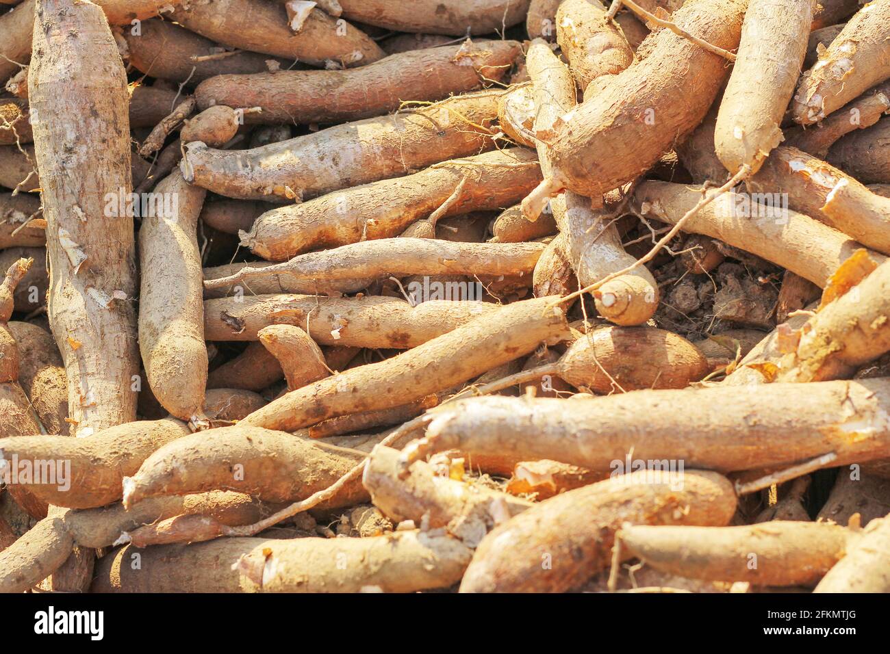big manioc or tapioca plant, genus Manihot,Cassava in garden ( in laos ...