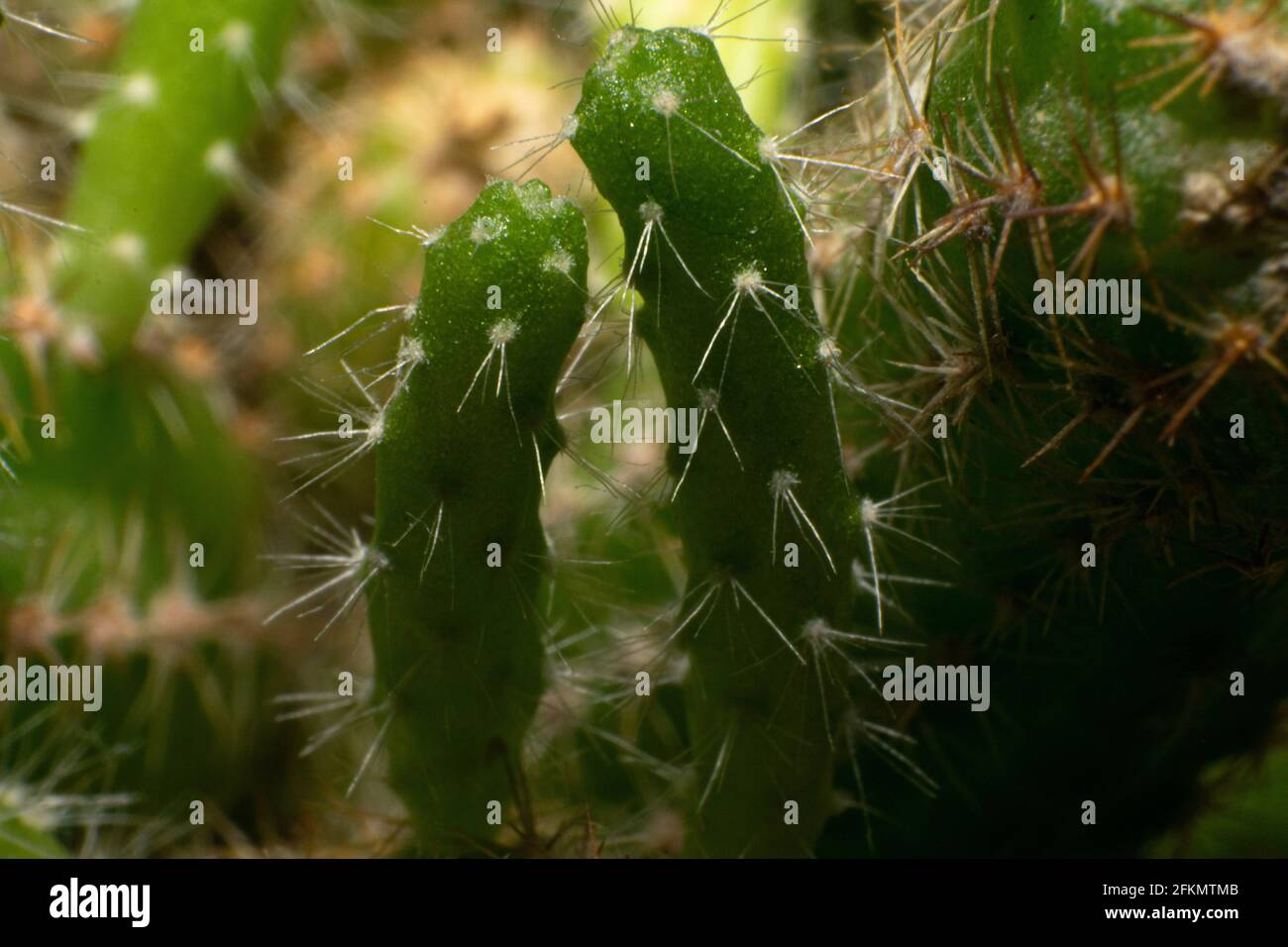 Macro photography of small Cactus Stock Photo - Alamy