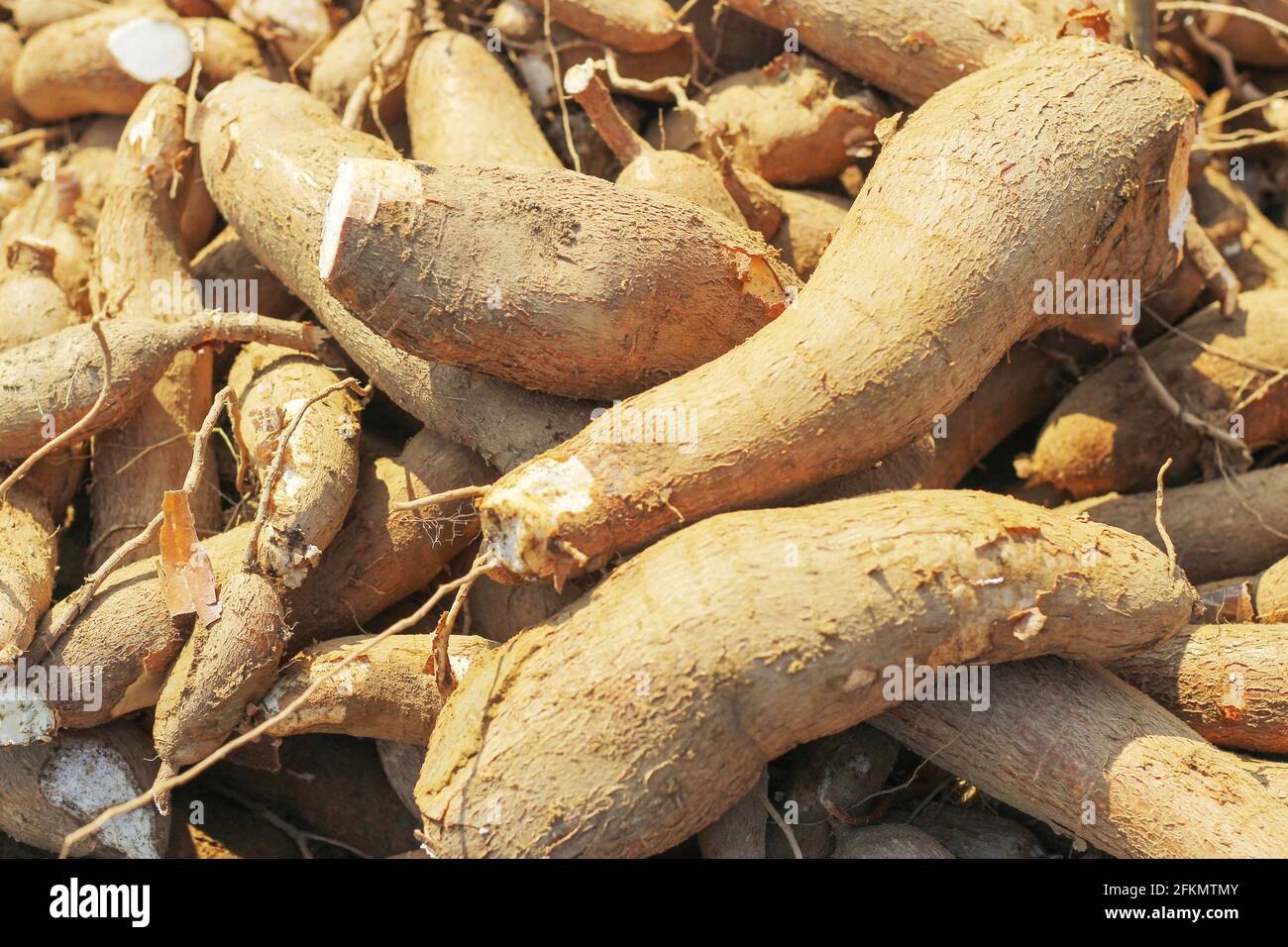 big manioc or tapioca plant, genus Manihot,Cassava in garden ( in laos ...