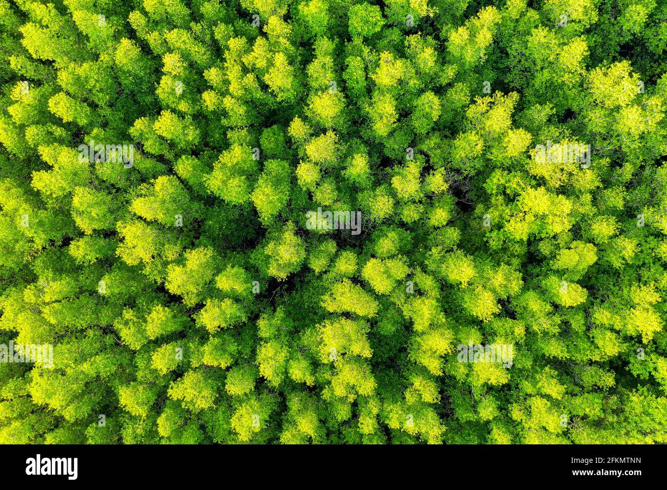 Aerial view of green trees in forest Stock Photo - Alamy