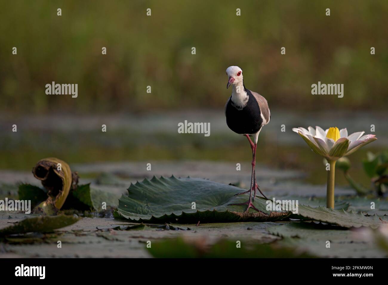 Long toed water bird hi-res stock photography and images - Alamy
