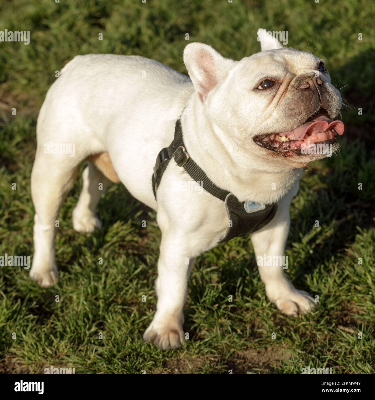 11-Year-Old White Frenchie Male Standing and Panting. Off-leash dog ...