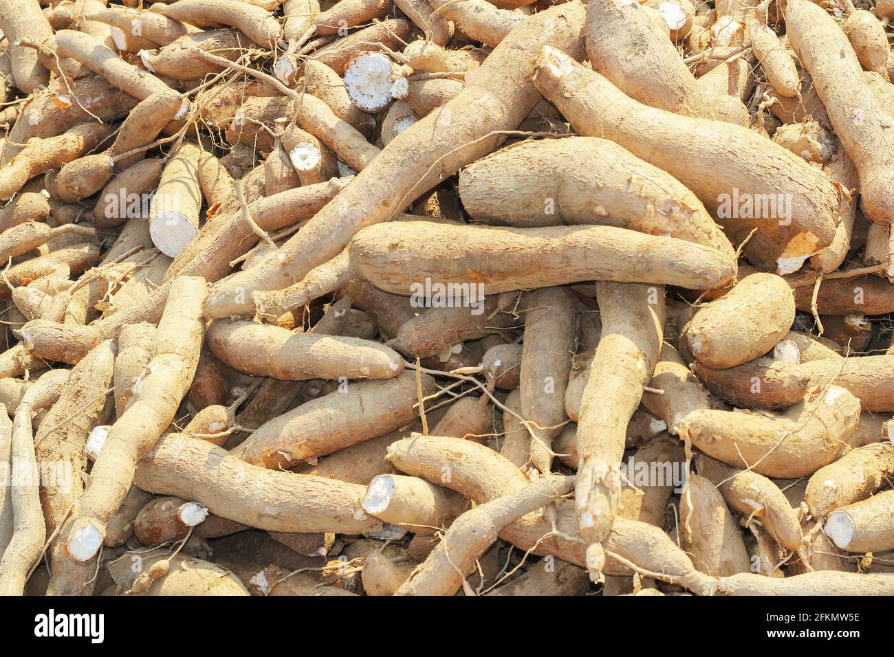 big manioc or tapioca plant, genus Manihot,Cassava in garden ( in laos ...