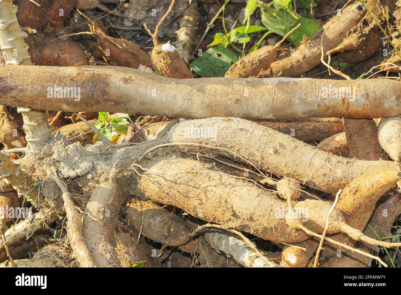 big manioc or tapioca plant, genus Manihot,Cassava in garden ( in laos ...