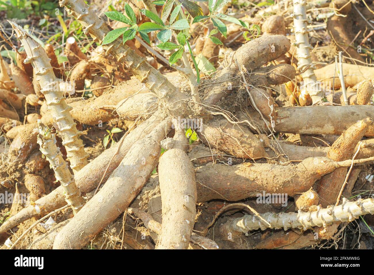 big manioc or tapioca plant, genus Manihot,Cassava in garden ( in laos ...