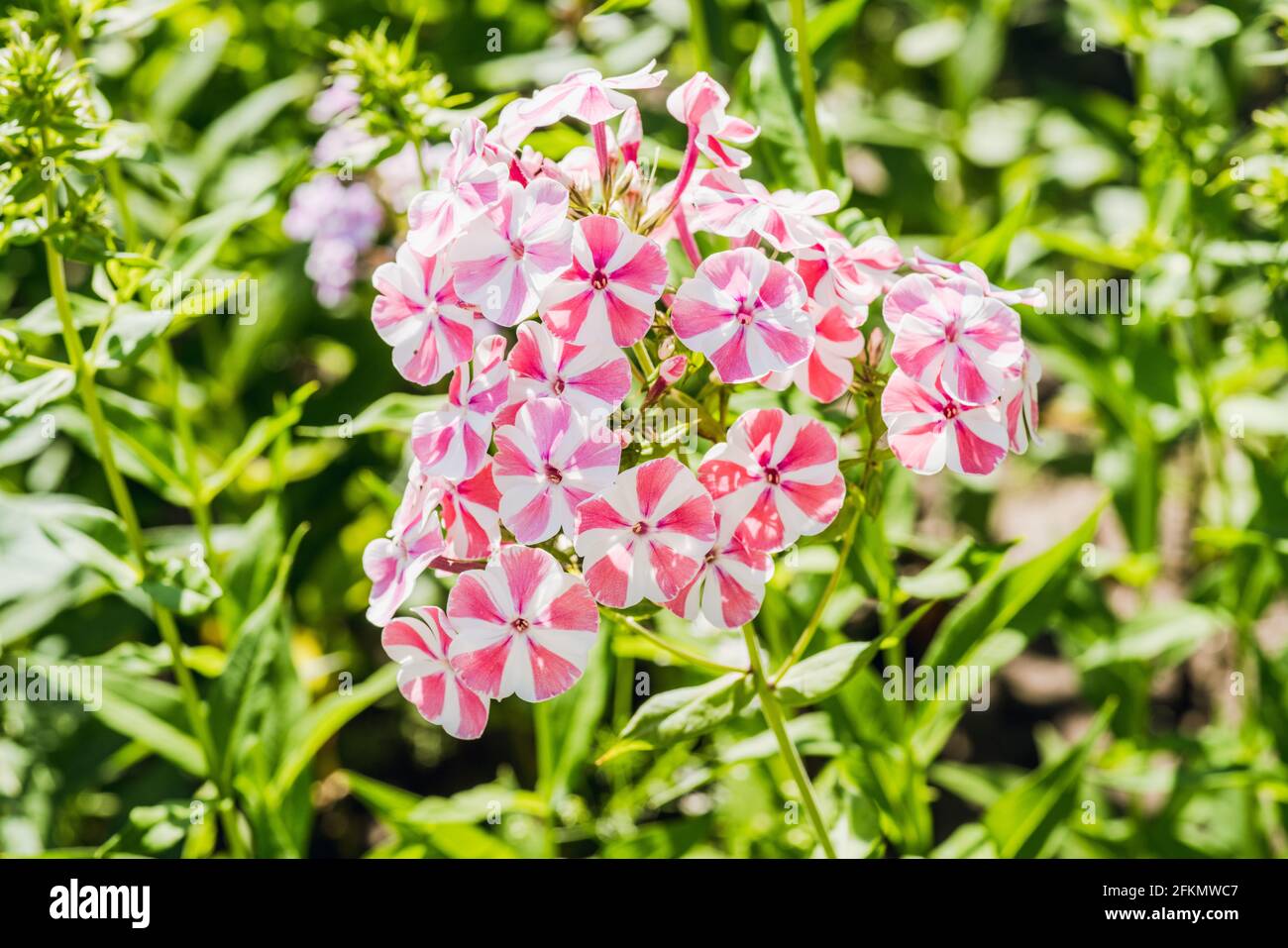 Blooming phlox "Peppermint twist" in the garden. Shallow depth of field ...