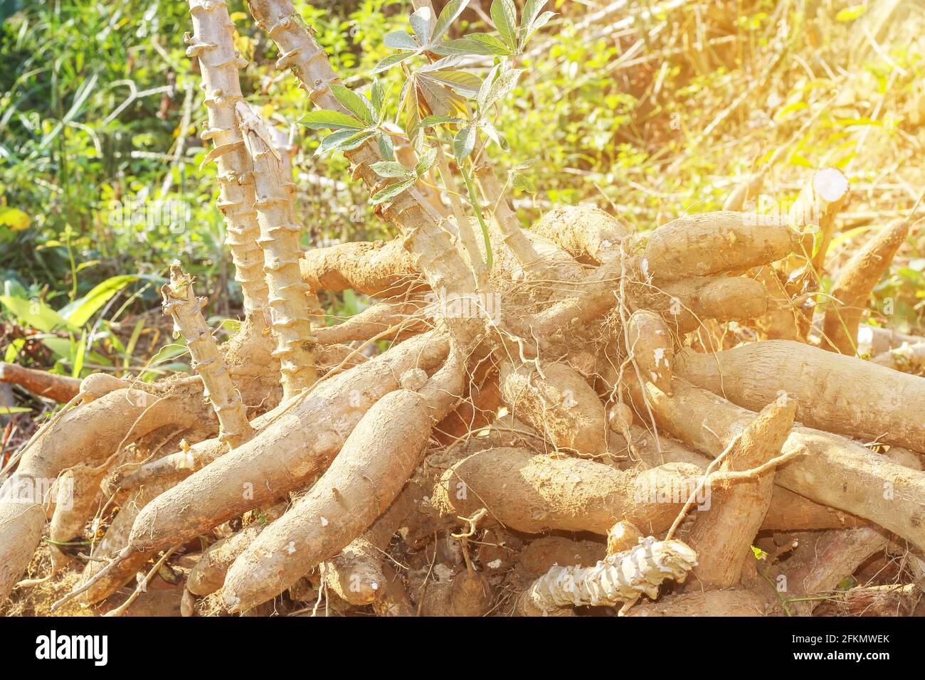 big manioc or tapioca plant, genus Manihot,Cassava in garden ( in laos ...