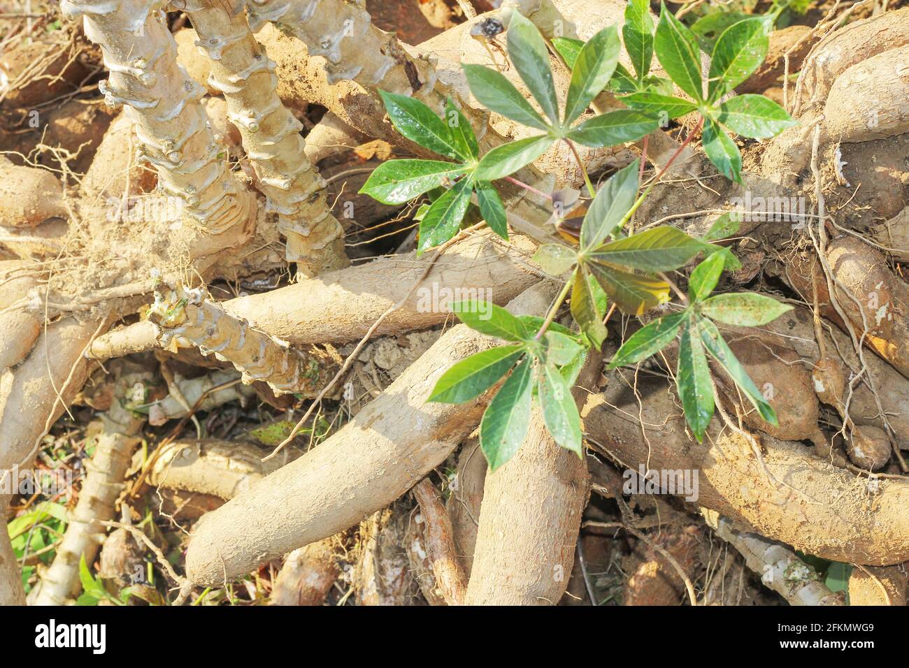 big manioc or tapioca plant, genus Manihot,Cassava in garden ( in laos ...