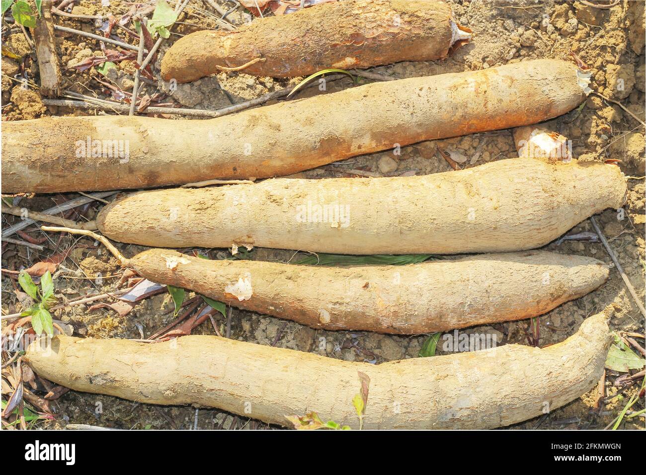Tapioca leaves hi-res stock photography and images - Alamy