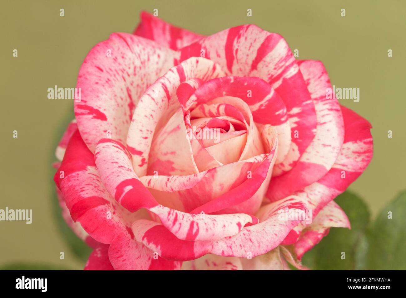 Gaiana hi-res stock photography and images - Alamy