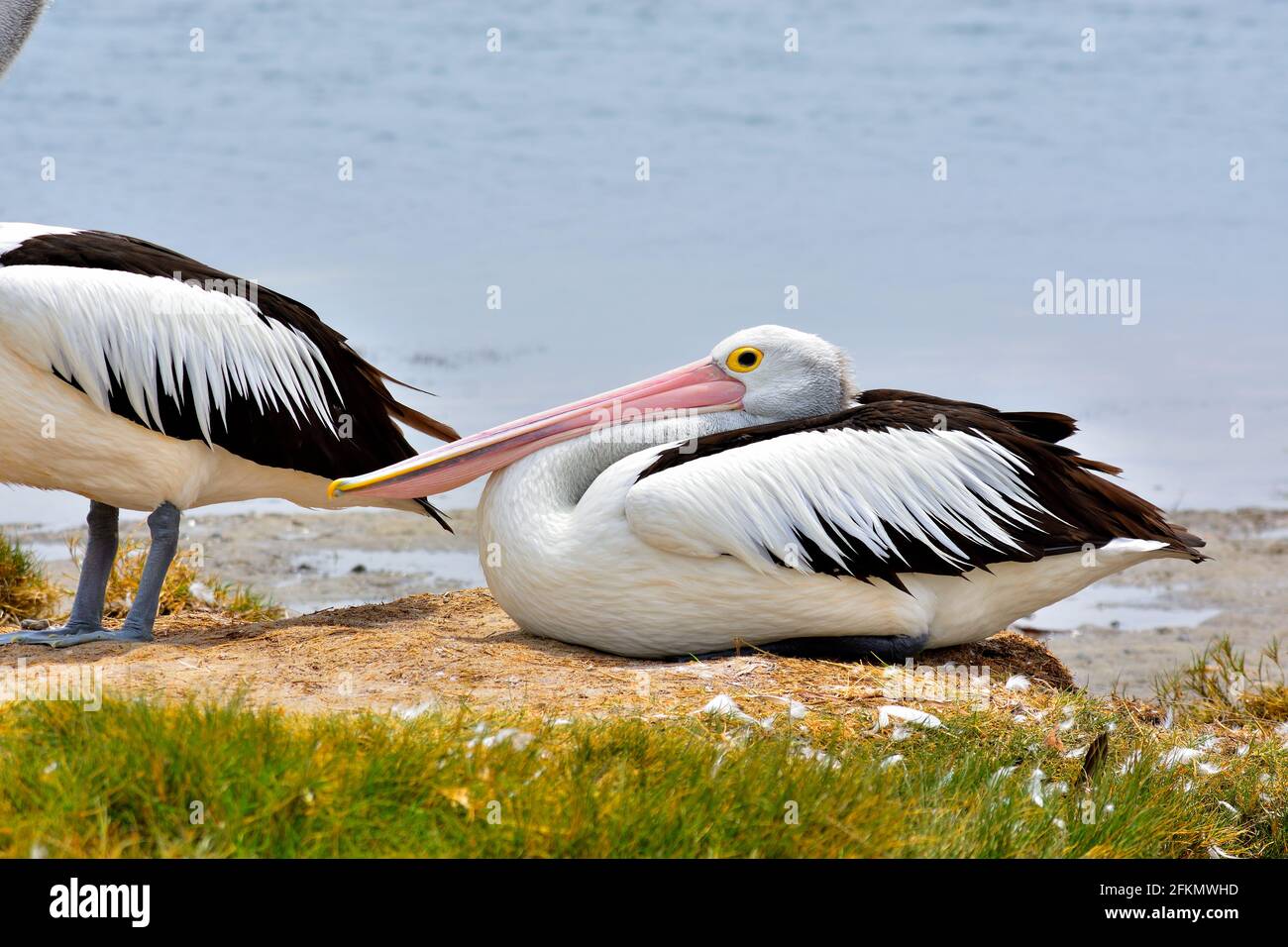 Pelican resting posture hi-res stock photography and images - Alamy