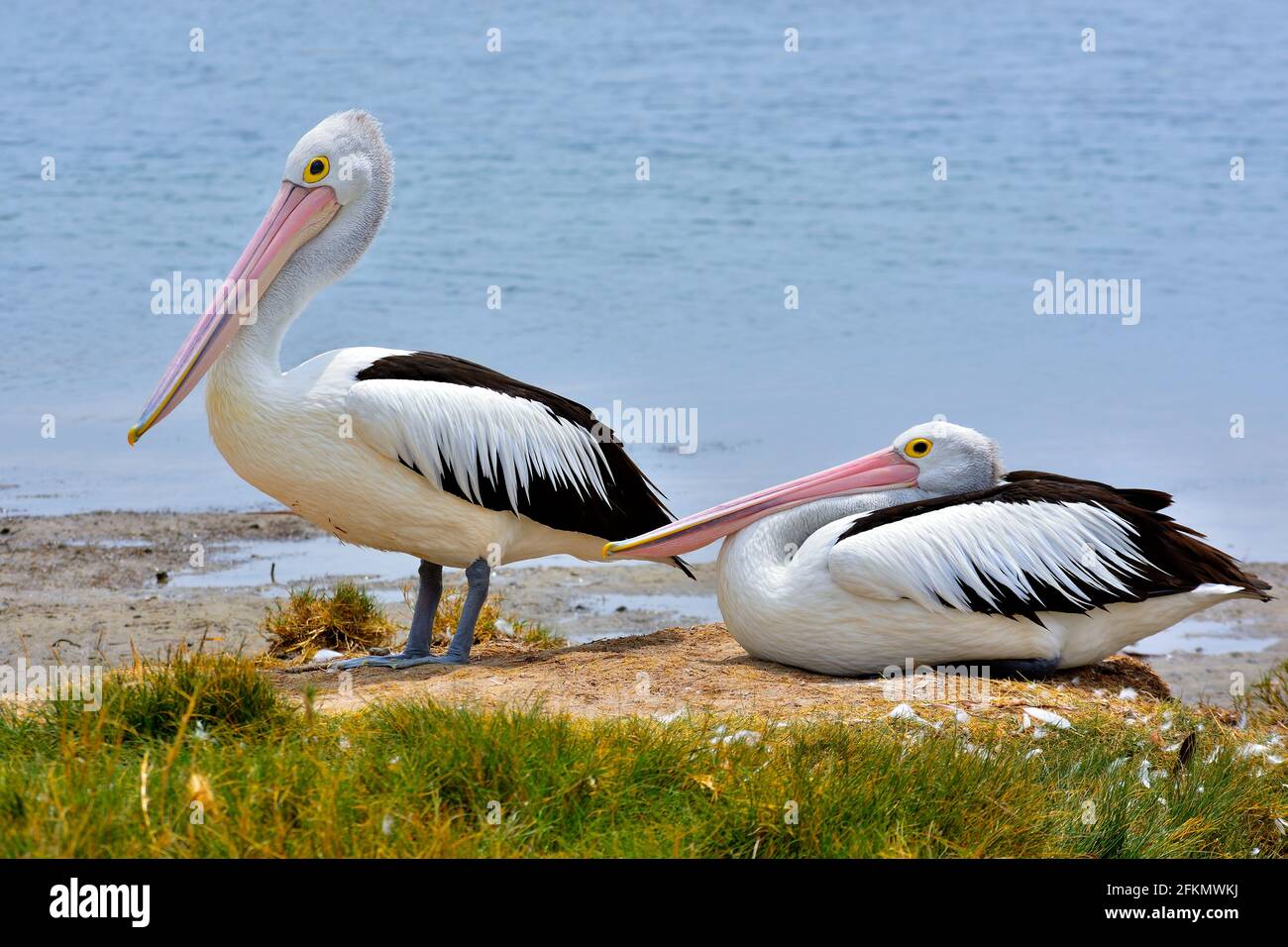 Pelican resting posture hi-res stock photography and images - Alamy