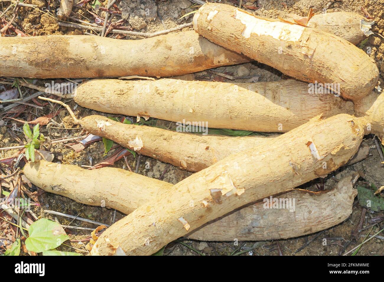 big manioc or tapioca plant, genus Manihot,Cassava in garden ( in laos ...