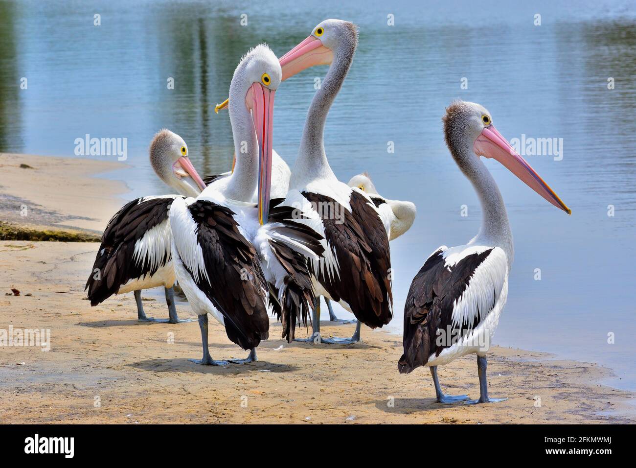 Pelican resting posture hi-res stock photography and images - Alamy
