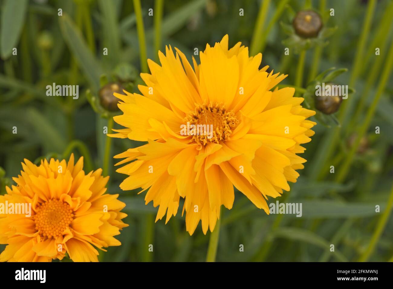 Coreopsis Early Sunrise