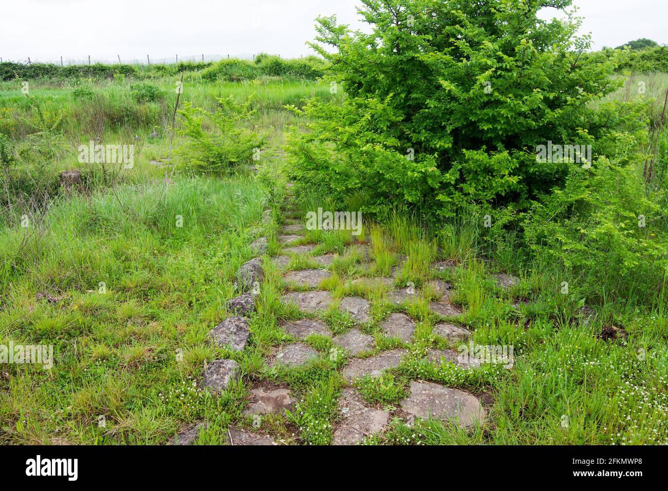 Parco Di Veio High Resolution Stock Photography and Images - Alamy