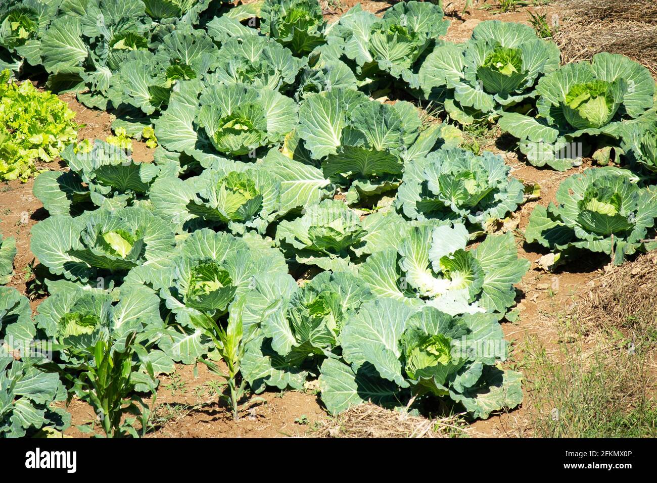 A garden full of abundance beauty Cabbage growing in garden,big Cabbage ...