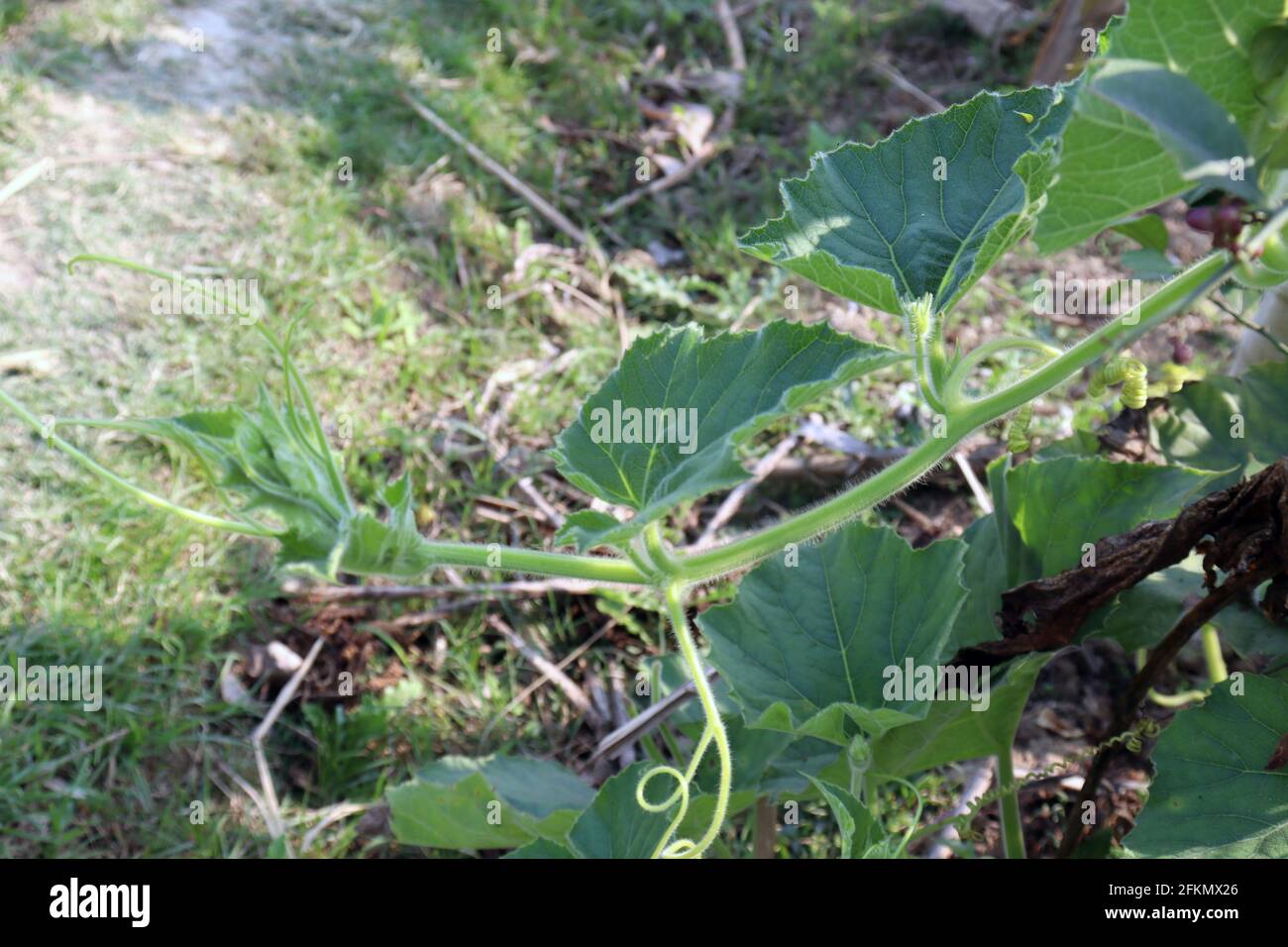 Bottle guard farm hi-res stock photography and images - Alamy