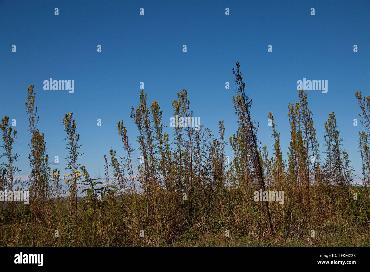 Wild indigenous grasses growing at edge of road Stock Photo - Alamy