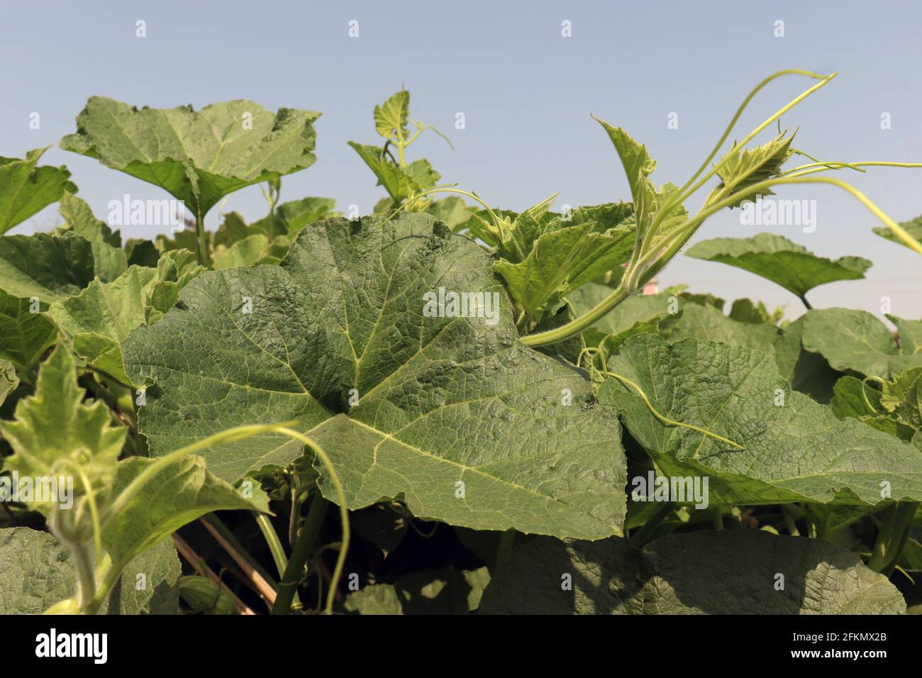 healthy and fresh bottle guard leaf closeup on farm Stock Photo - Alamy