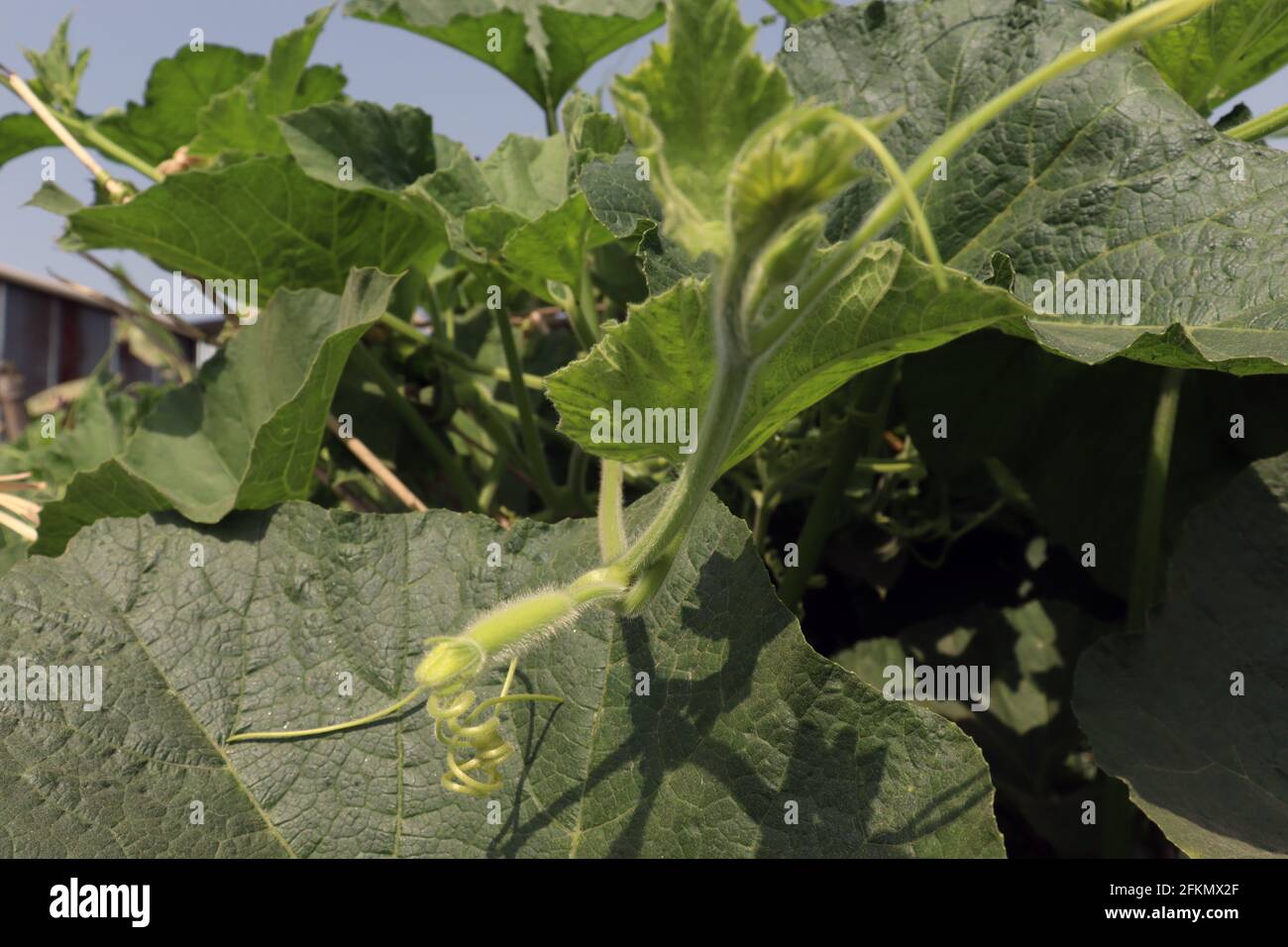 Bottle guard leaf hi-res stock photography and images - Alamy
