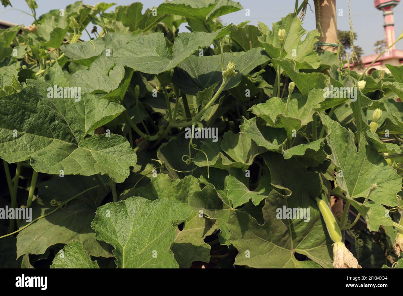 Bottle guard farm hi-res stock photography and images - Alamy