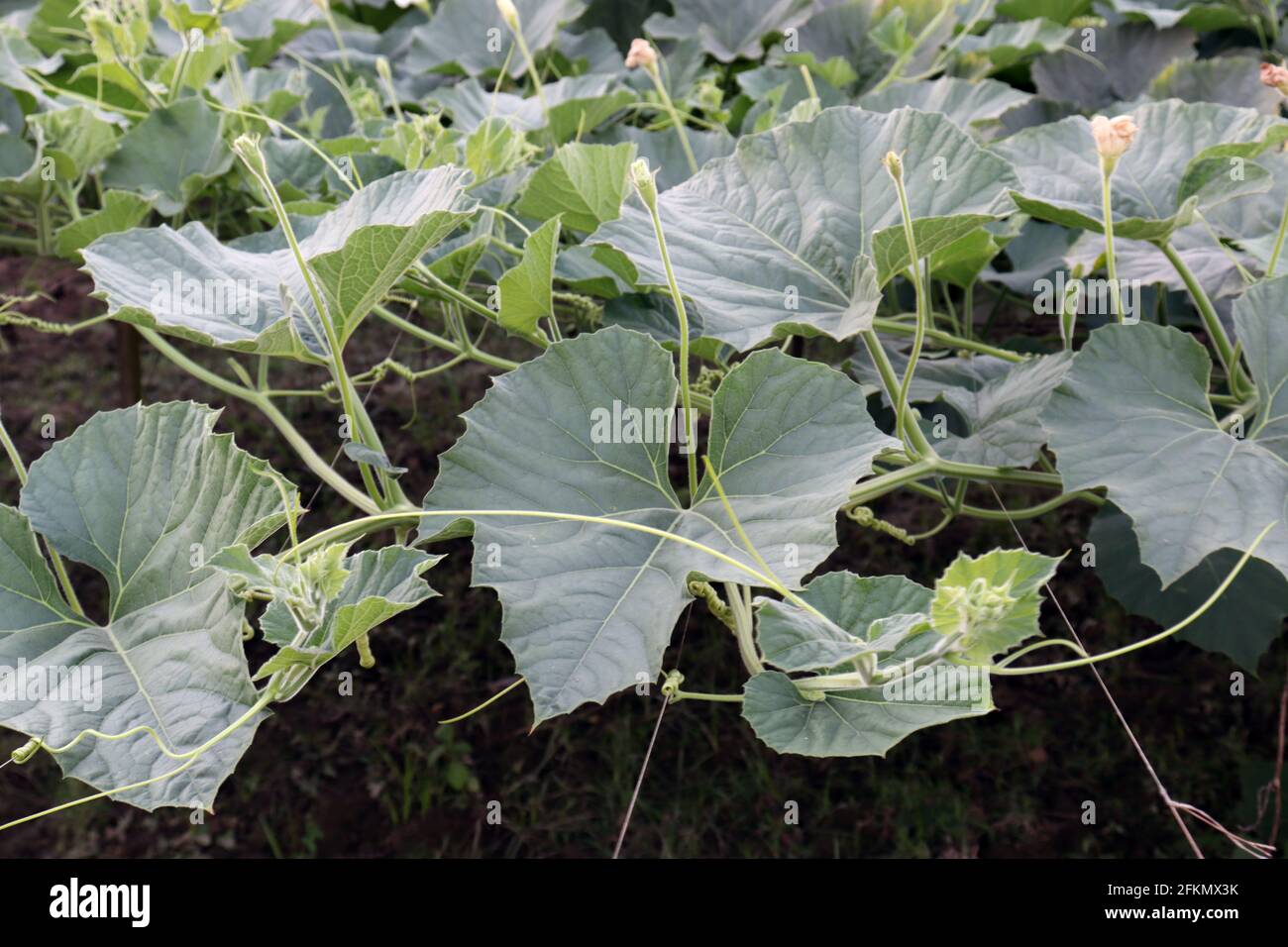 healthy and fresh bottle guard leaf closeup on farm Stock Photo - Alamy