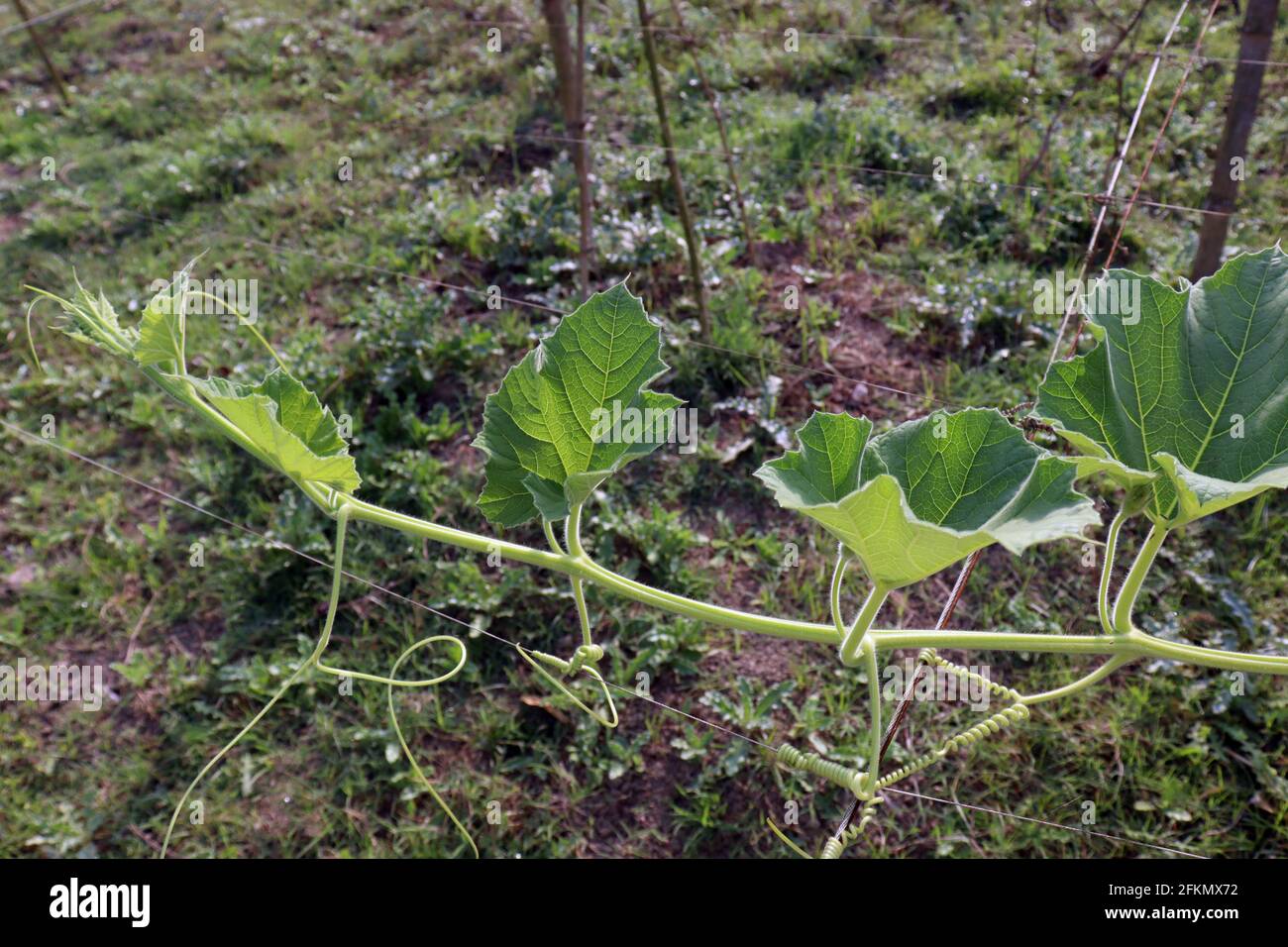 Bottle guard farm hi-res stock photography and images - Alamy