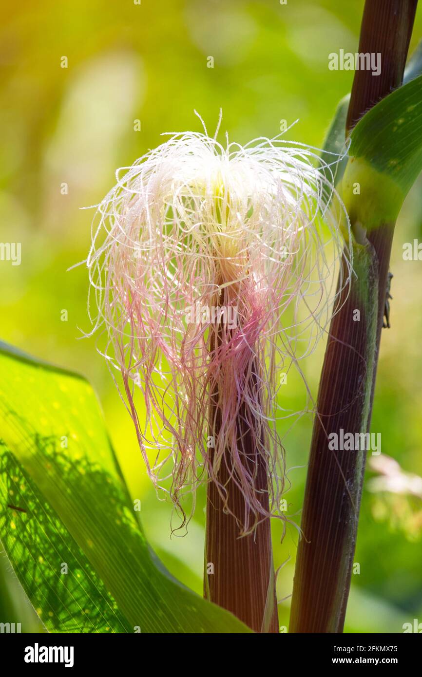 How Is The Corn Tree Plantation High Resolution Stock Photography and ...