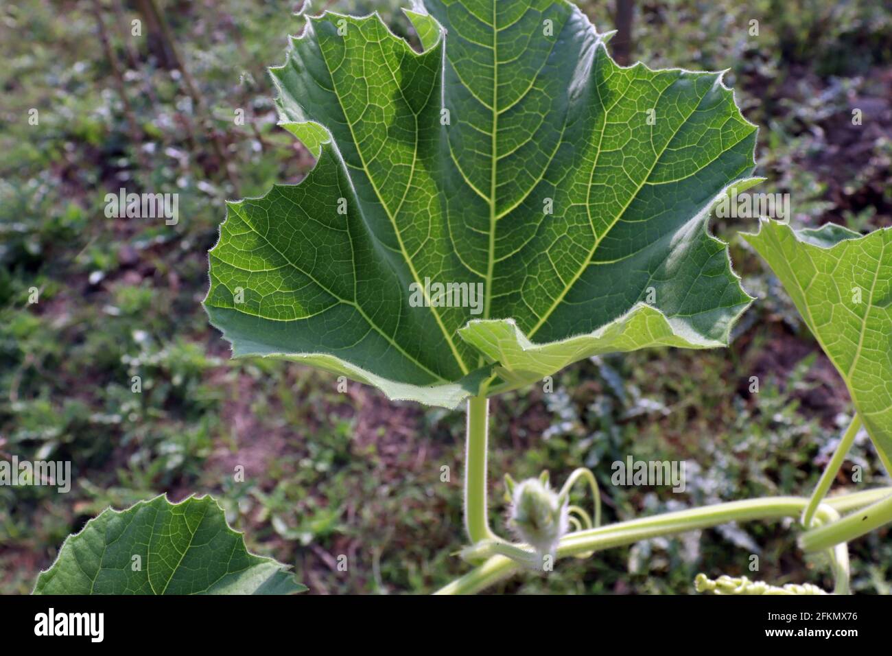 healthy and fresh bottle guard leaf closeup on farm Stock Photo - Alamy
